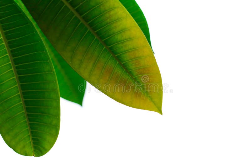 Green Leaves Isolated on White Background without Shadow. Spring Stock ...