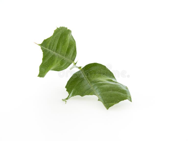 Green Leaves Isolated on White Stock Photo - Image of agriculture ...