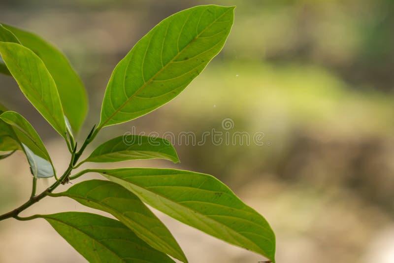 The Green Leaves of the Jack Fruit Plant Show the Leaf Skeleton Stock ...