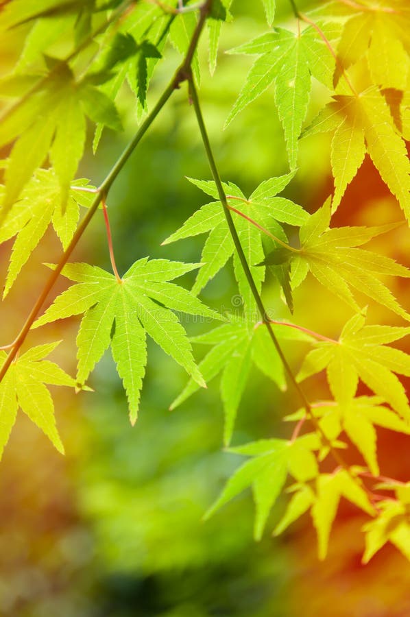 Green Leaves, Japanese Maple Stock Photo - Image of garden, maple: 32802546