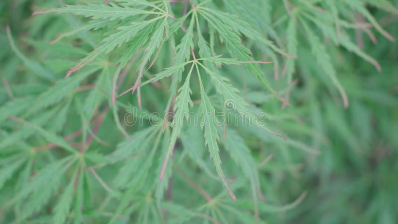 Green Leaves of a Japanese Maple Tree in Spring Stock Footage - Video ...
