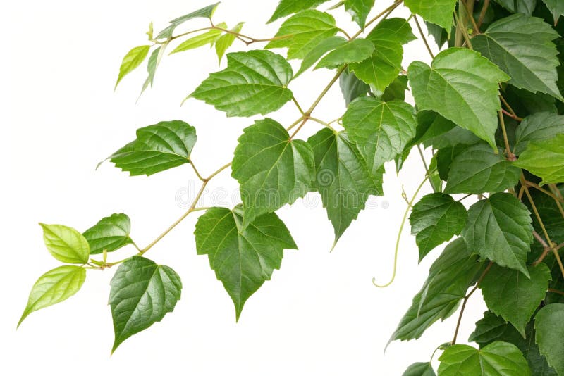 Green Leaves Javanese Treebine or Grape Ivy (Cissus Spp Stock Image ...