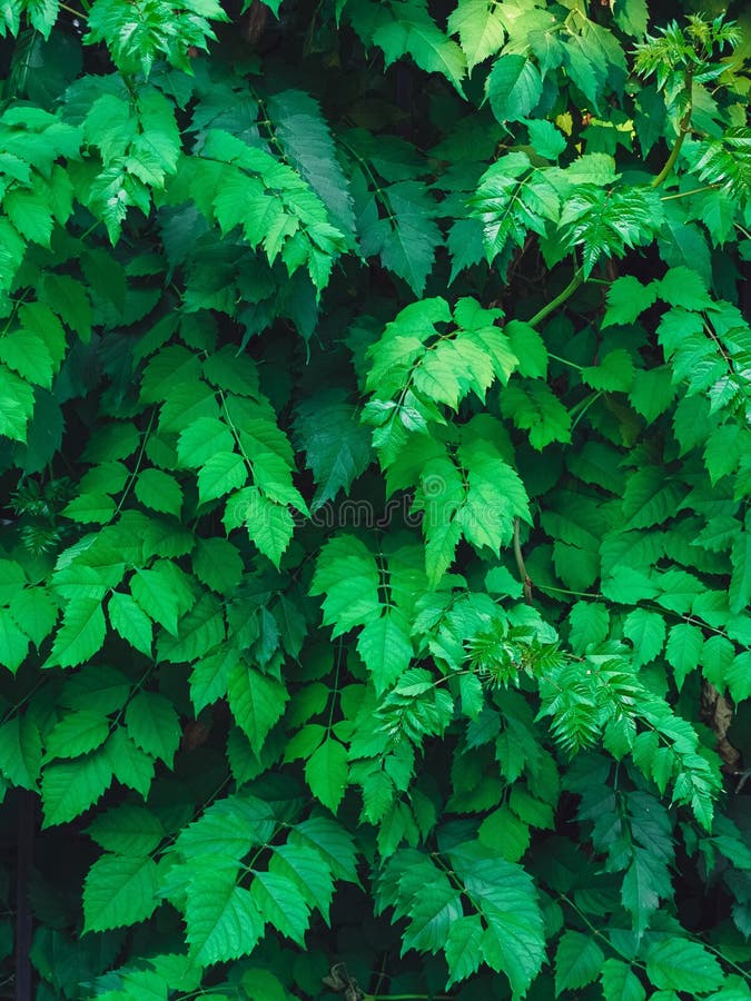 Green Leaves of Kampsis - Background Stock Image - Image of environment ...