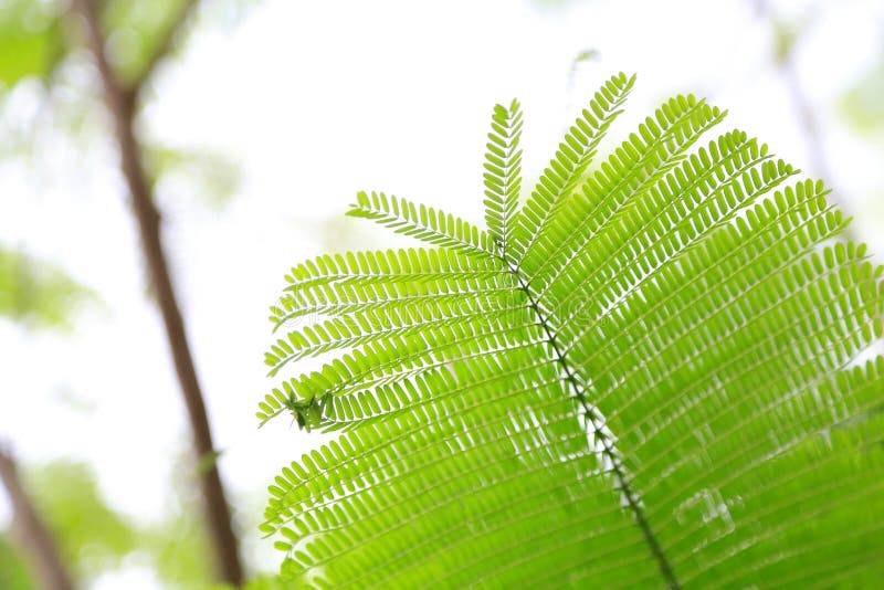 Green Leaves for Layout Design Background Stock Image - Image of flowe ...