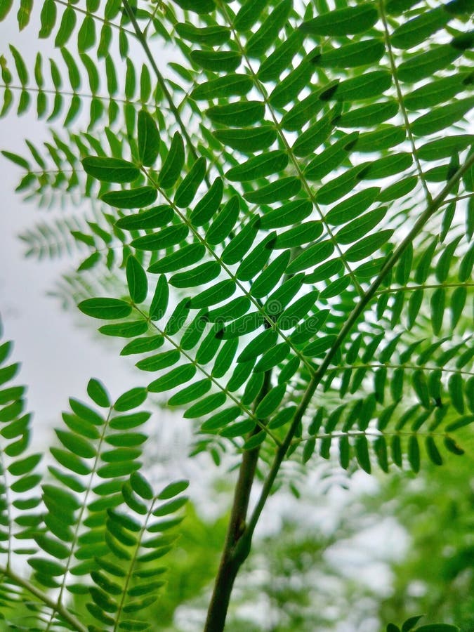 Green Leaves of the Lead Tree Stock Image - Image of branch, lead ...