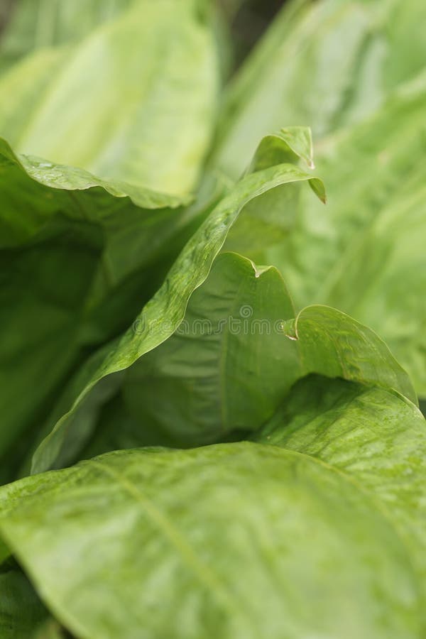 Green Leaves with Leaf Edges Form Beautiful Lines Stock Image - Image ...