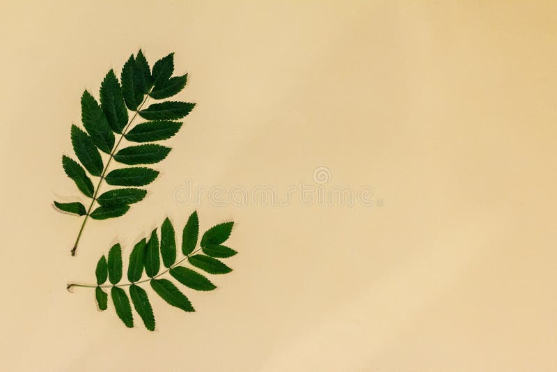 Green Leaves on Left Side of Pink Background Stock Photo - Image of ...