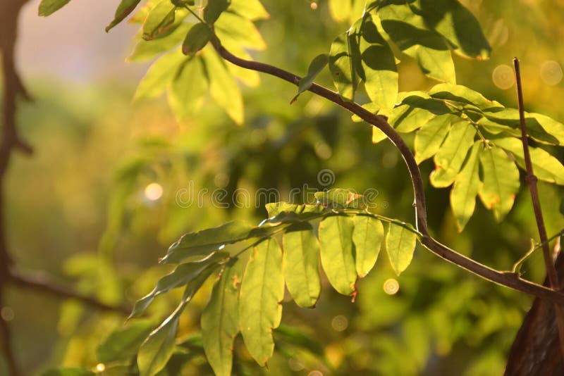 Green Leaves and Light Reflections Stock Photo - Image of plant ...