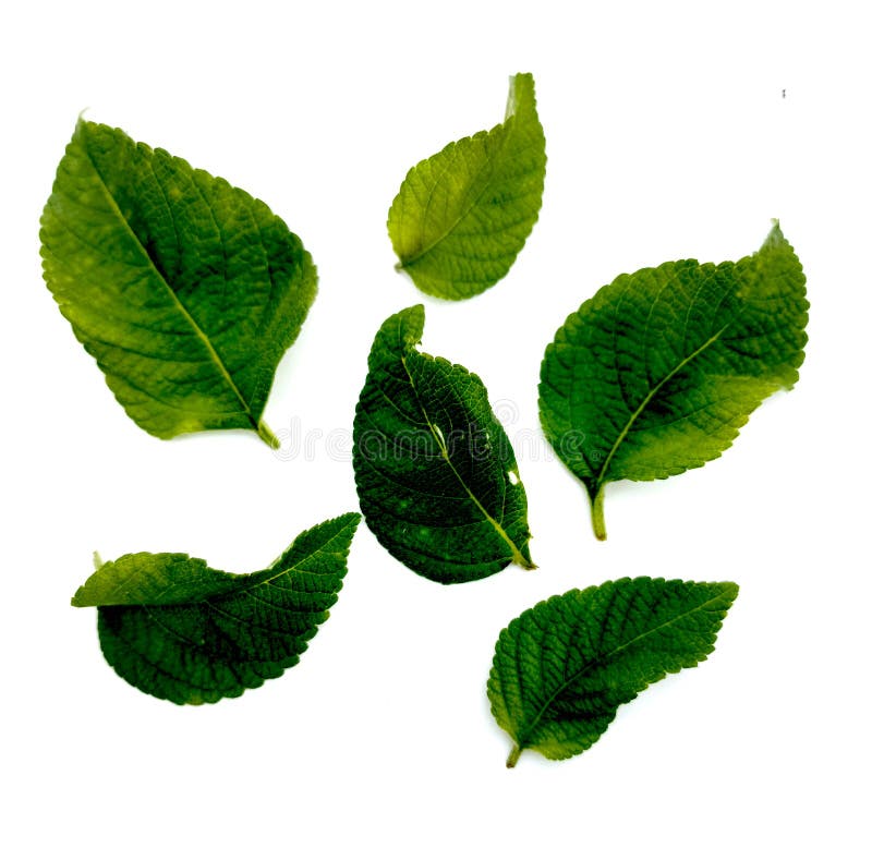 Green Leaves Like Plum Leaf Isolated on White Stock Image - Image of ...