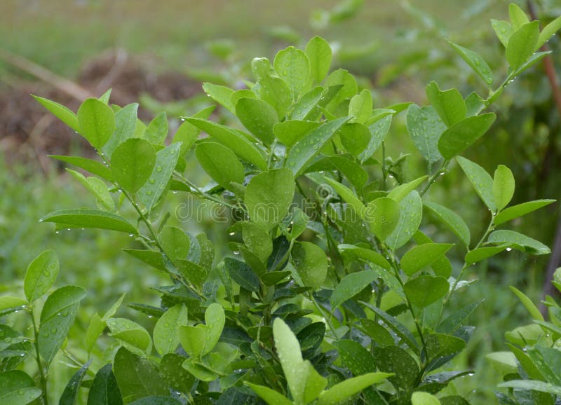 Green Leaves on the Lime Tree Stock Photo - Image of flora, herb: 309600346