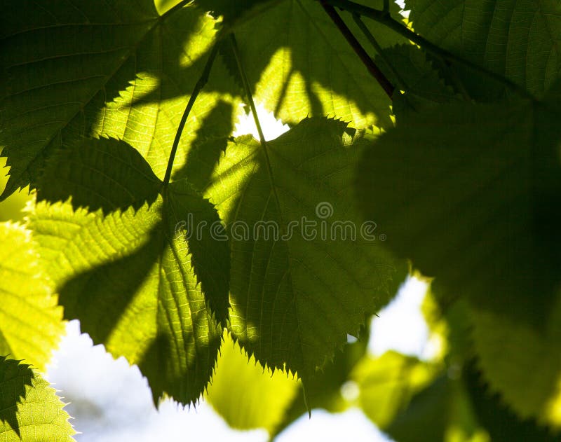 Green Leaves of the Lime Tree in the Sunshine Stock Photo - Image of ...