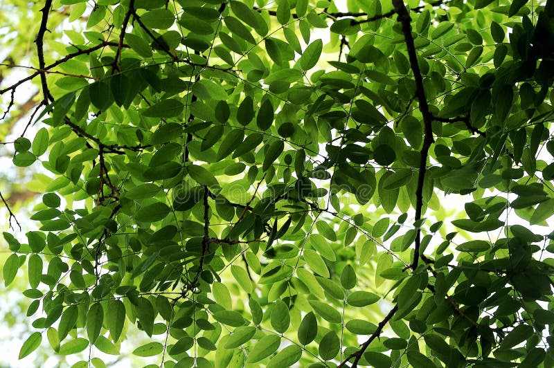 Leaves of Locust Tree in Spring Stock Image - Image of branch, trees ...