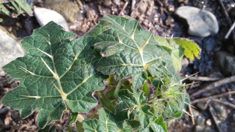 stock photo. Image of plant, green, nature, long, leaves - 172178982