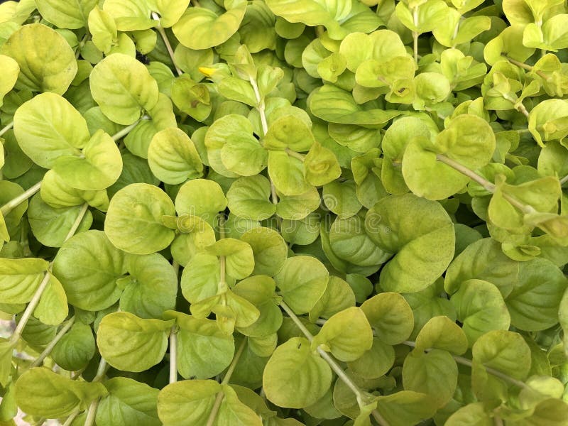 Green leaves on long stems stock image. Image of long - 380319901