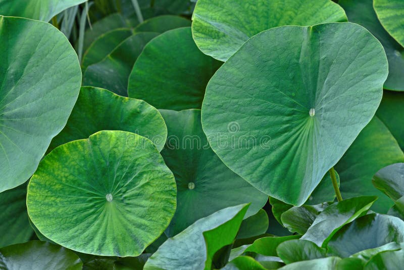 Green leaves of the Lotus stock photo. Image of sacred - 21122994