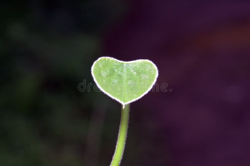 Love leaves stock image. Image of plant, water, moisture - 103373441