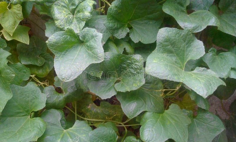 Green Leaves of Luffa Plant Stock Image - Image of luffa, plantae: 97062225