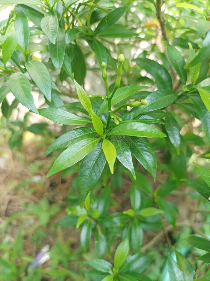 Green Leaves Make the Eyes Look Good Stock Photo - Image of good ...