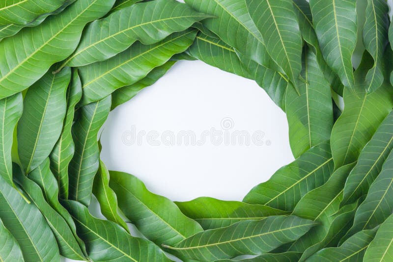 Green Leaves of Mango Isolated on Gray Background, Clipping Path Stock ...