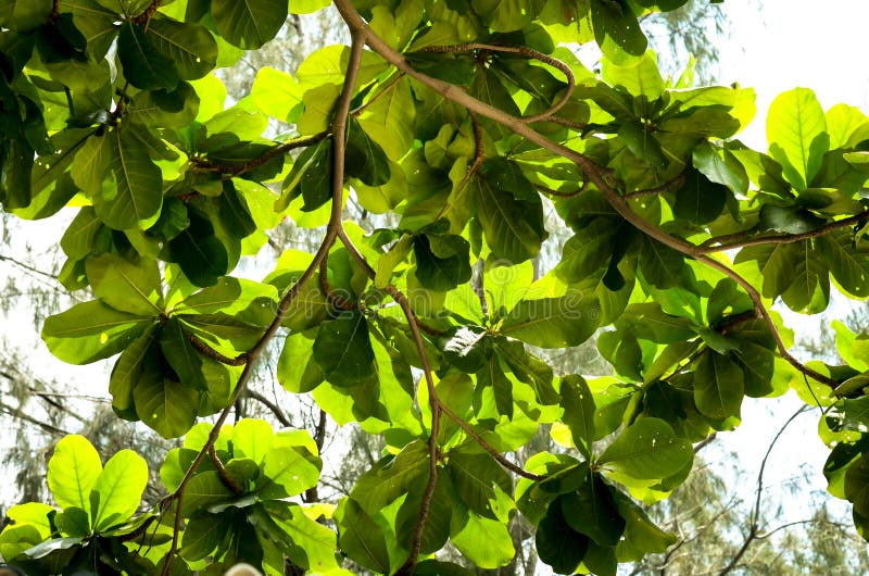 Green Leaves of Mangrove Tree Stock Image - Image of forest, rain: 87884809