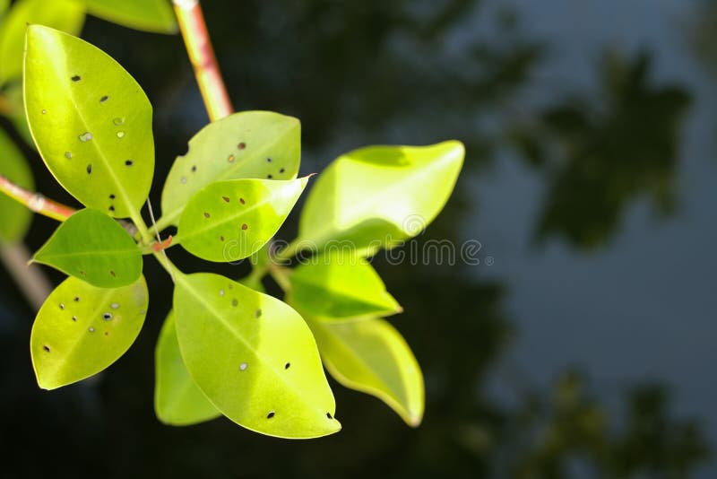 Green Leaves of Mangrove Tree Stock Image - Image of mangrove ...