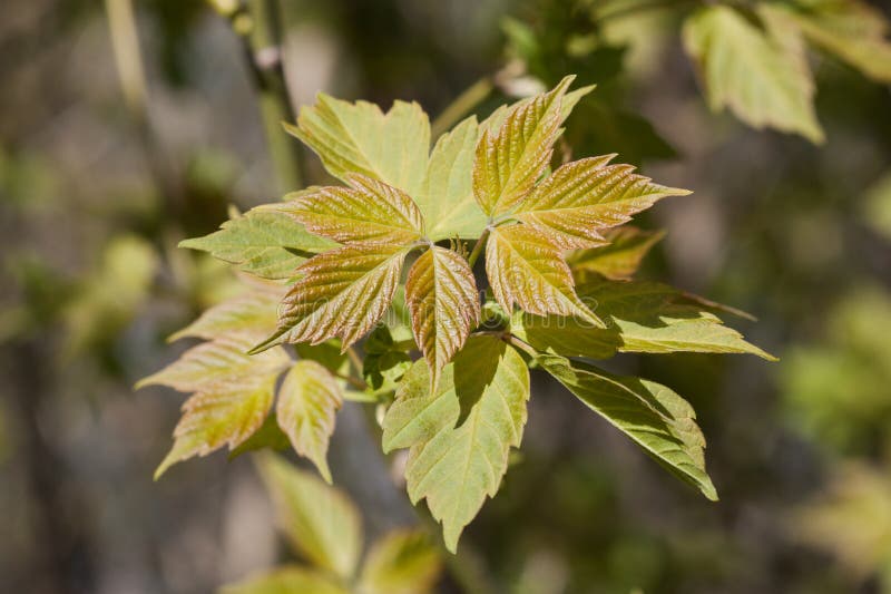 Green leaves of maple stock image. Image of green, color - 105814433