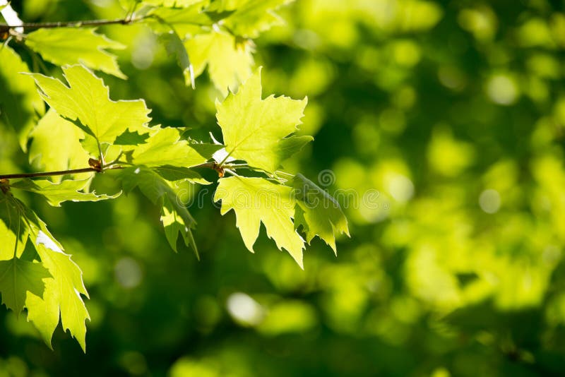 Green leaves on maple tree stock photo. Image of beautiful - 108438498