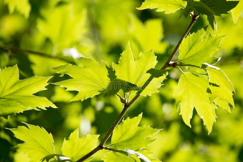 Green leaves on maple tree stock photo. Image of maple - 109878564