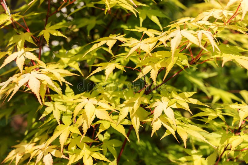 Green Leaves of the Maple Tree in Spring Stock Photo - Image of sunny ...