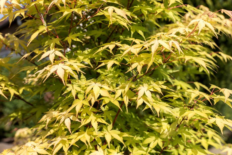 Green Leaves of the Maple Tree in Spring Stock Image - Image of tree ...