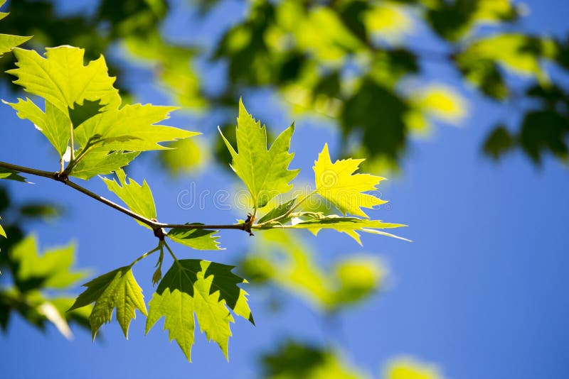 Green leaves on maple tree stock image. Image of bright - 107546757