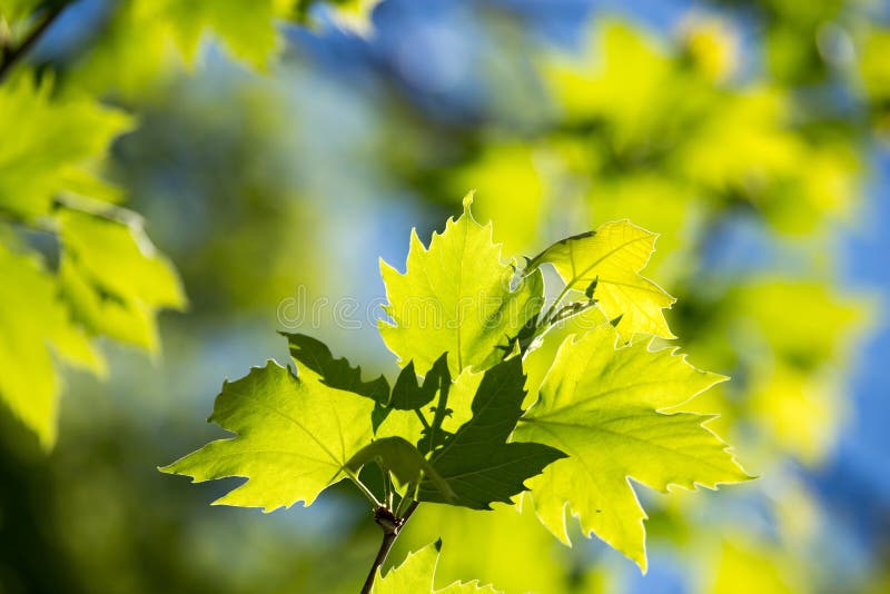 Green leaves on maple tree stock photo. Image of leaf - 108118740