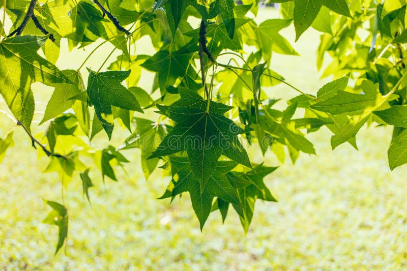 Green Leaves on a Maple Tree in Summer Stock Photo - Image of forest ...