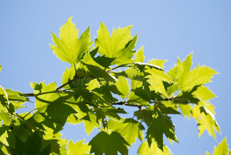Green leaves on maple tree stock photo. Image of environment - 108438572