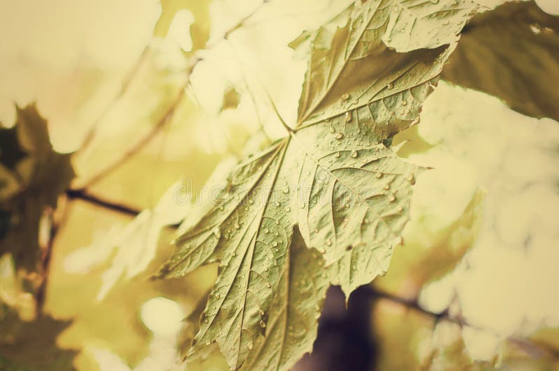 Green Leaves of the Maple Tree Wet after the Rain. Stock Image - Image ...