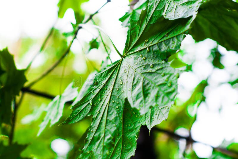 Green Leaves of the Maple Tree Wet after the Rain. Stock Photo - Image ...