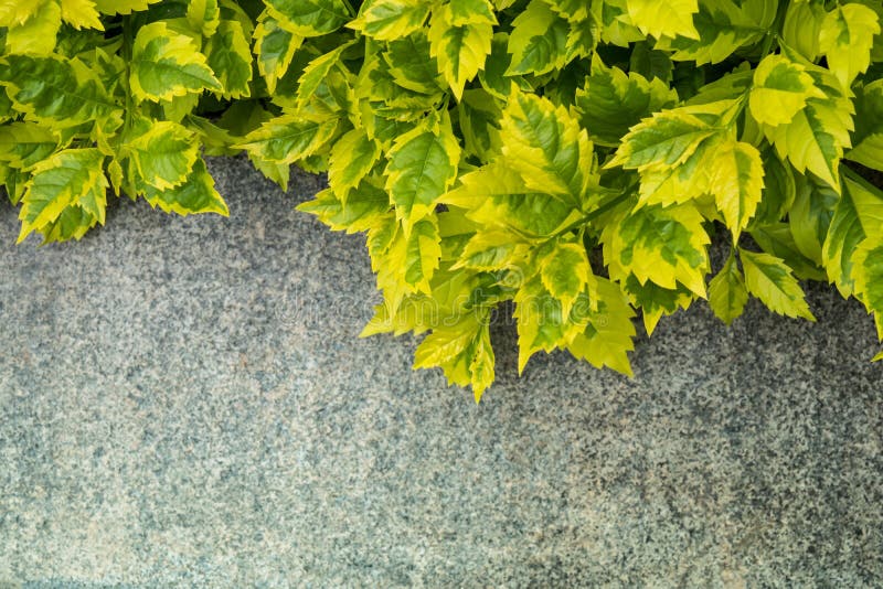 Green leaves on marble stock photo. Image of plant, abstract - 94946482