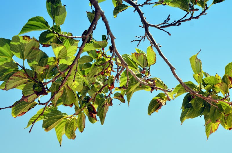 Green Leaves of an Mediterranean Oak Tree Stock Image - Image of growth ...
