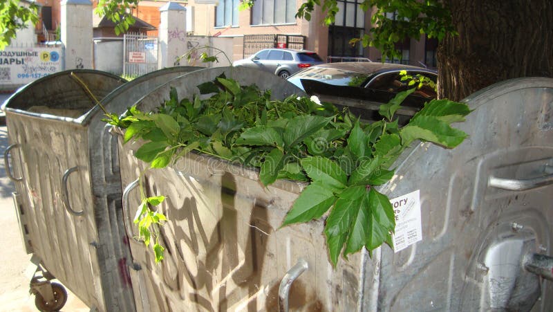 Grape Leaves in a Metal Garbage Container Stock Image - Image of plant ...