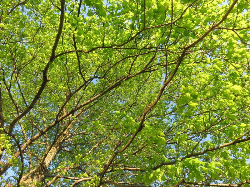 Green Leaves of Mid April stock photo. Image of leaves - 179354366