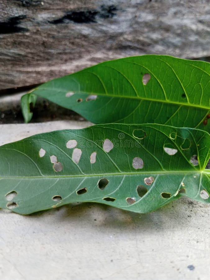 Green Leaves with Multiple Holes, Likely from Insect Feeding Damage ...