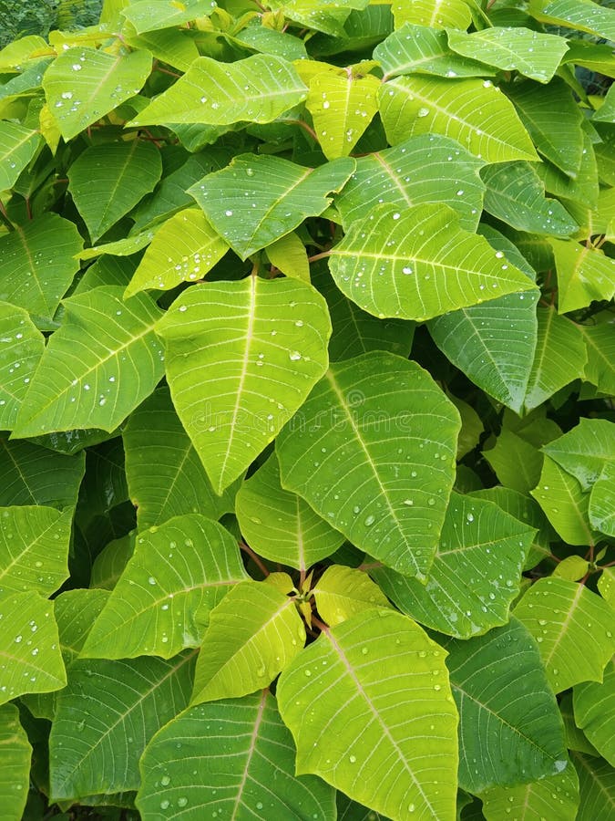Green Leaves Natural Good Refreshing Stock Photo - Image of good ...