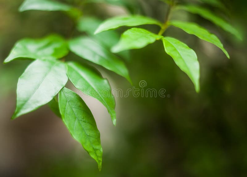 Green Leaves in Natural Light Stock Photo - Image of forest, foliage ...