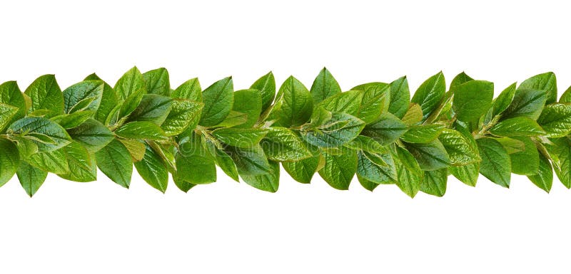 Green Leaves in Natural Line Seamless Pattern Isolated Stock Photo ...
