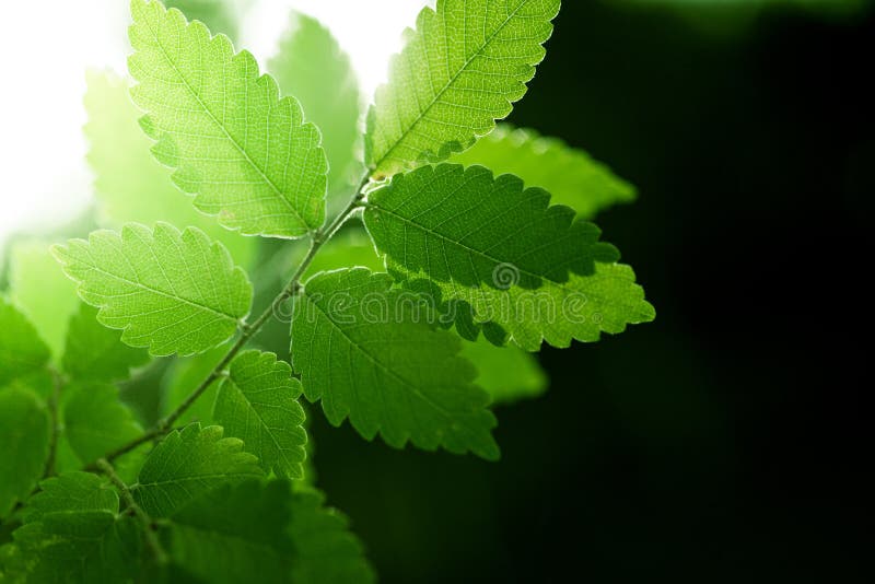 Green Leaves Nature Background Stock Photo - Image of leaf, nature ...