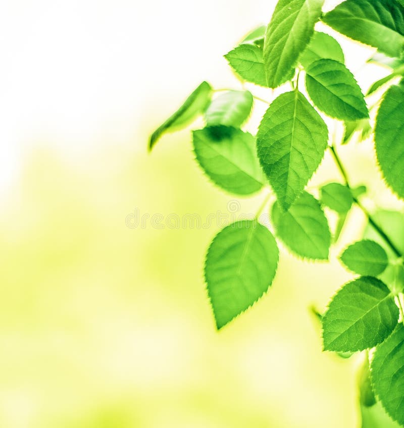 Green Leaves - Nature Backgrounds and Springtime Concept Stock Photo ...