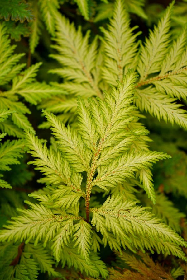 Green Nature Patterns for Background Stock Image - Image of design ...