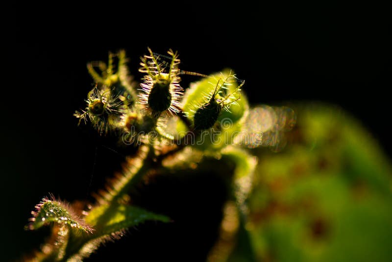 Green Nature Patterns for Background Stock Photo - Image of creative ...