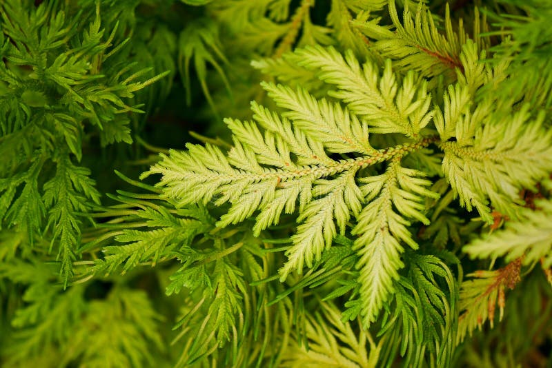 Green Nature Patterns for Background Stock Photo - Image of color ...