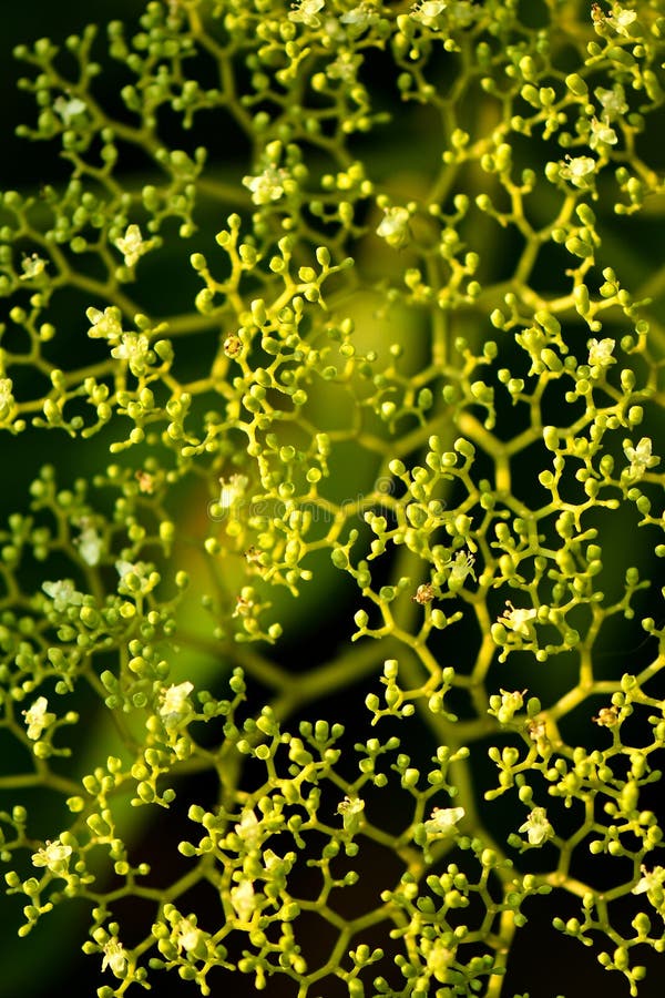 Green Nature Patterns for Background Stock Image - Image of backdrop ...